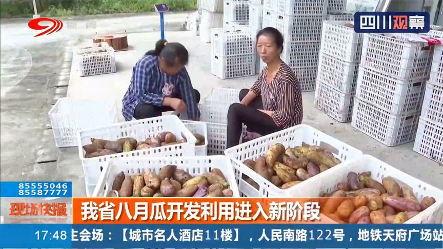 四川省食品安全地方标准八月瓜发布以来,开发利用进入新阶段