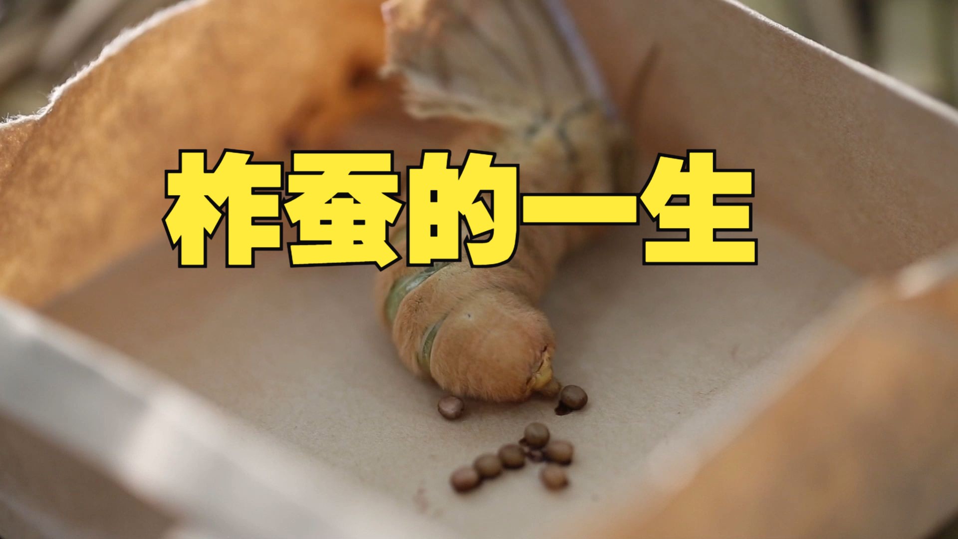 柞蚕的一生(2023年全国优秀科普微视频)