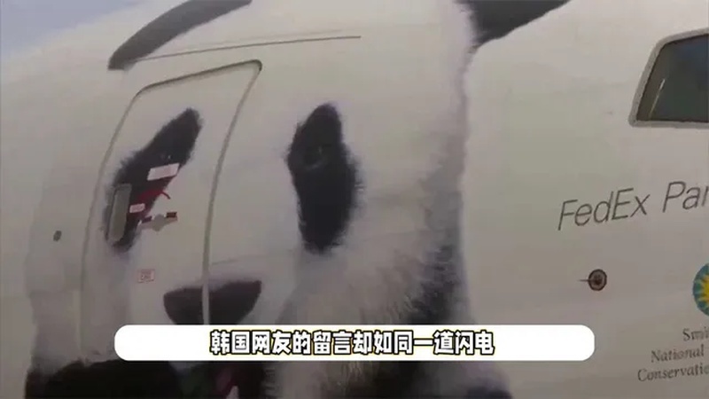 中国撤侨,韩国人问熊猫家能不能把我们韩国人也接回家?
