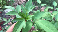 “鬼针草煮鸡蛋”有啥好?老年人都喜欢,涨知识了