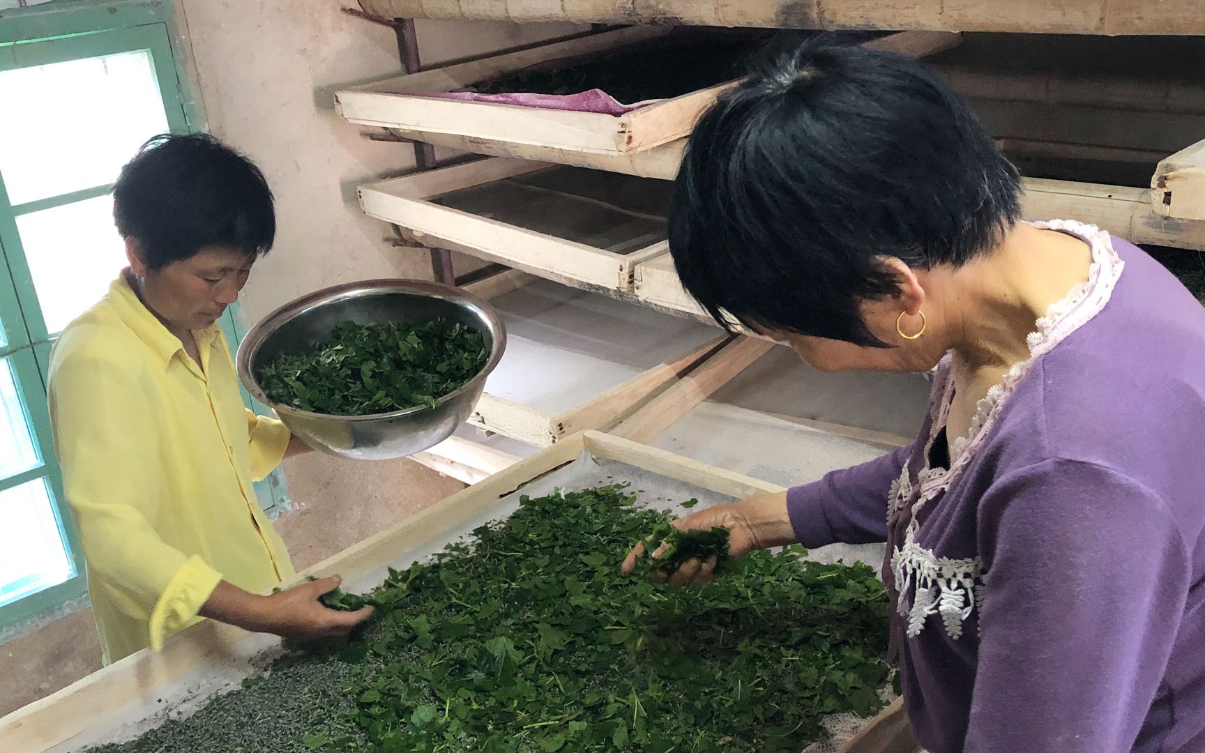 还记得小时候怎么养蚕的吗?看到阿姨们喂桑叶,又勾起了我的回忆!