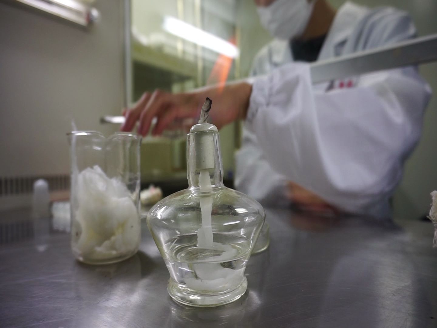 食用菌组织分离培养-庆元职高食用菌专业-食用菌专业实训系列