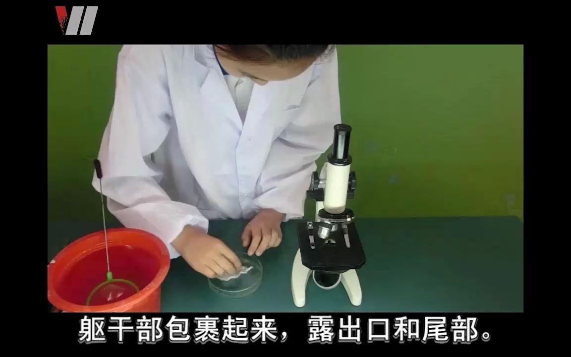 9观察小鱼尾鳍内的血液流动