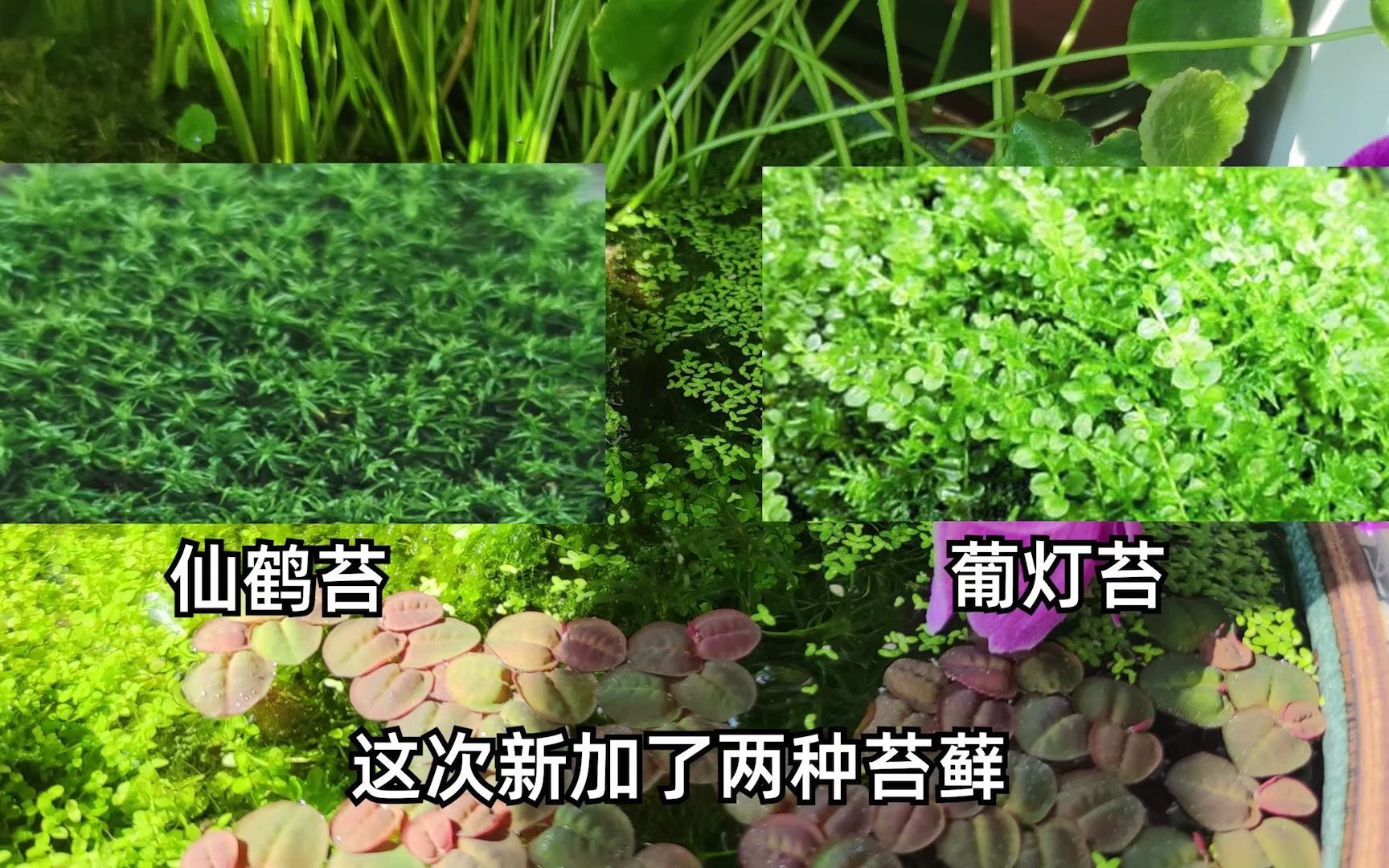 三无青鳉鱼缸的12种植物介绍【3苔藓 3浮萍 4水草 2挺水 还有俩野采...