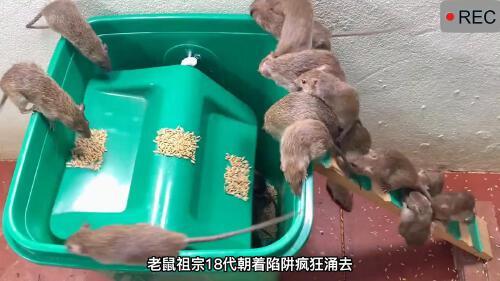 国外老哥制作捕鼠神器!