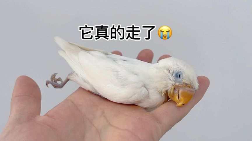 今天给朋友们说说小白的保温、箱子里还有两个暖水瓶保暖ߙ
