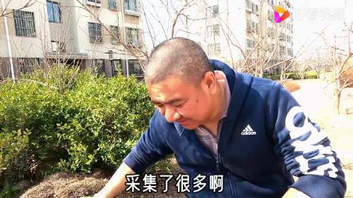 园艺爱好者不花钱采集的松针土,除了做花土,还有什么用途?