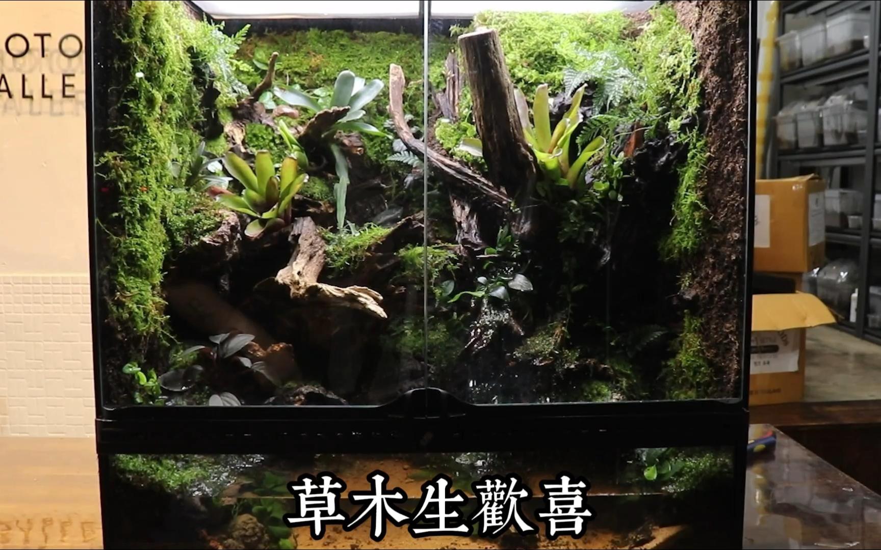 微雨林风格的苔藓缸