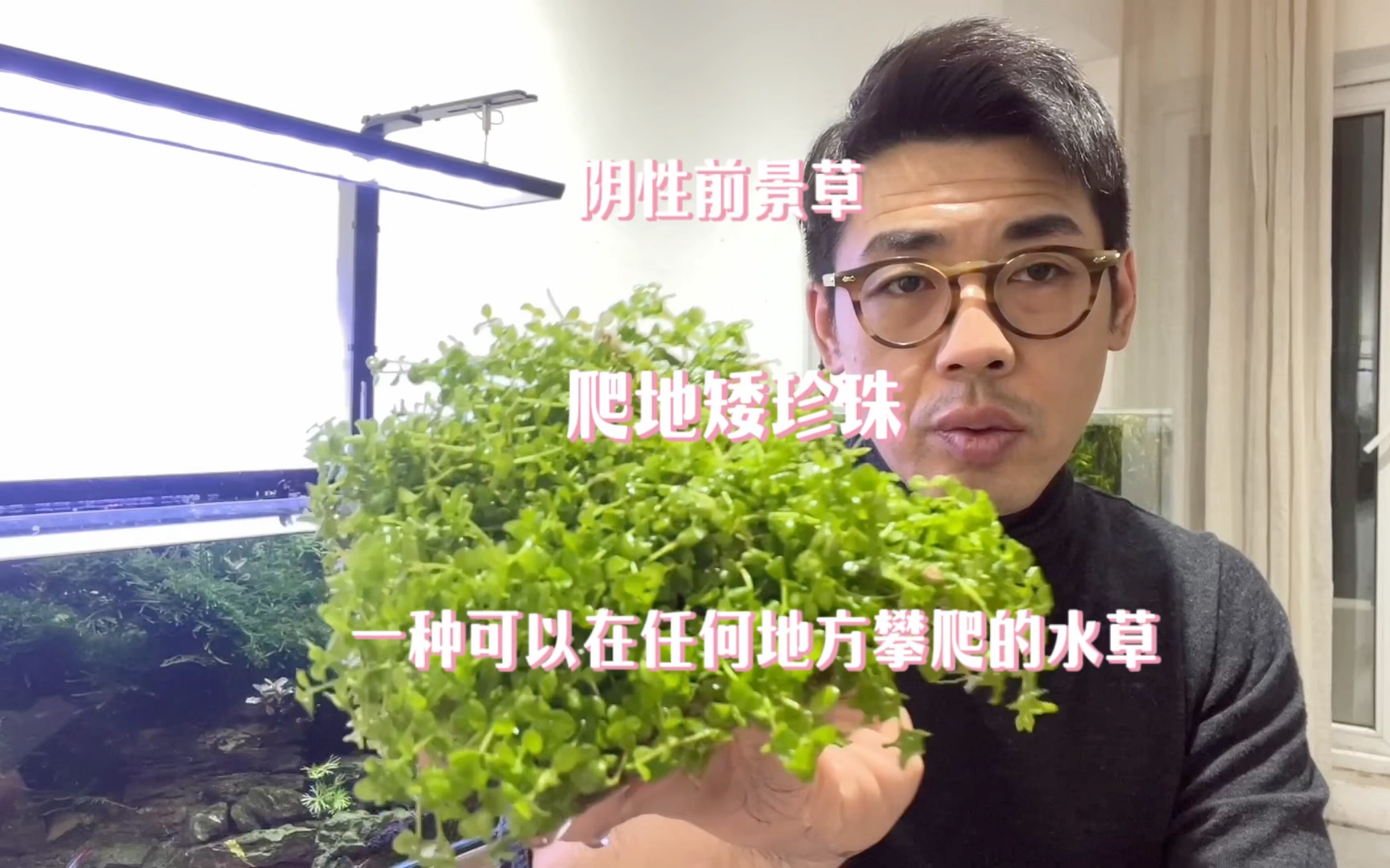 前景-爬地矮珍珠,(可攀附在任何载体上的水草)