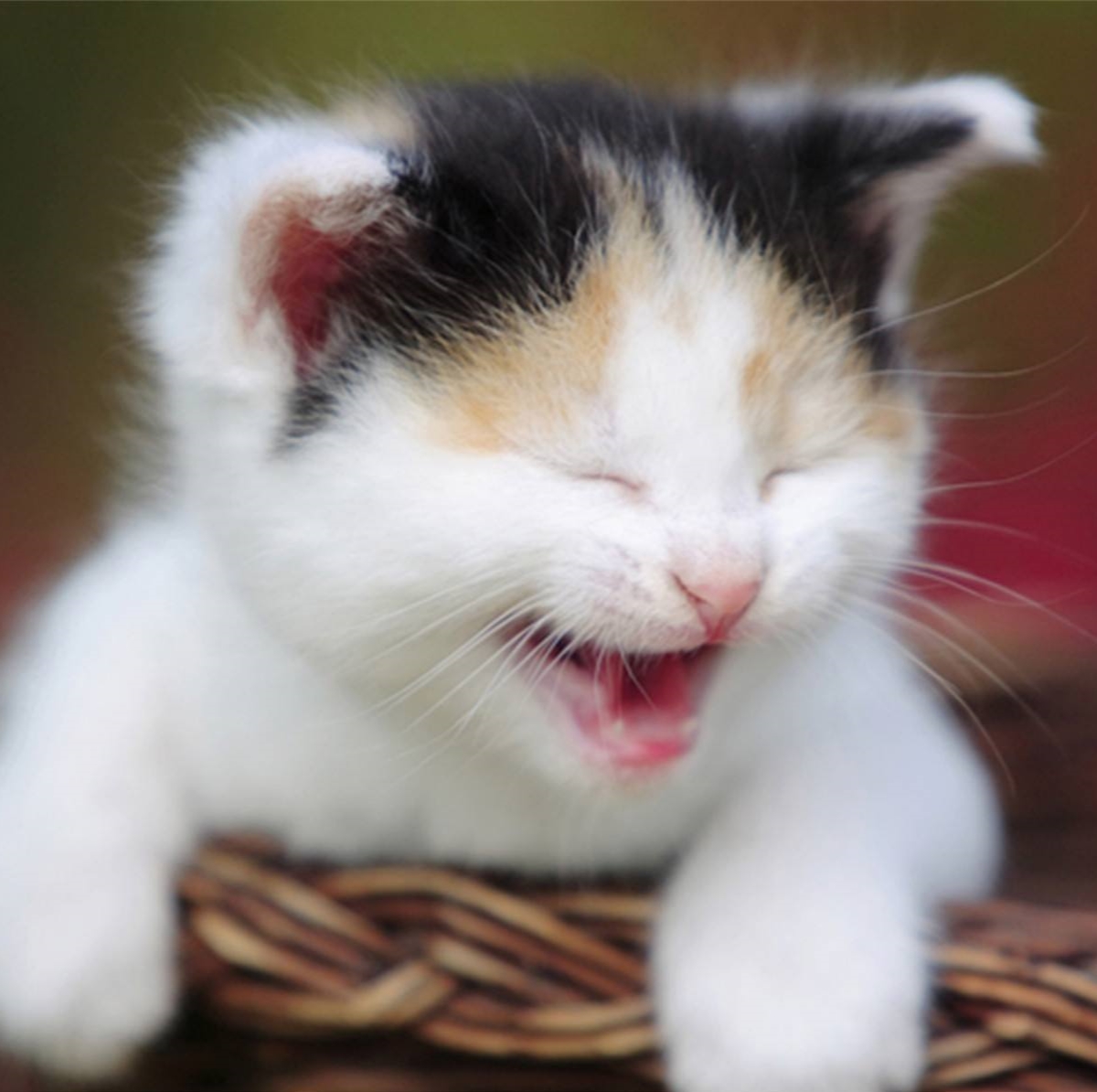 在北美打三份工 