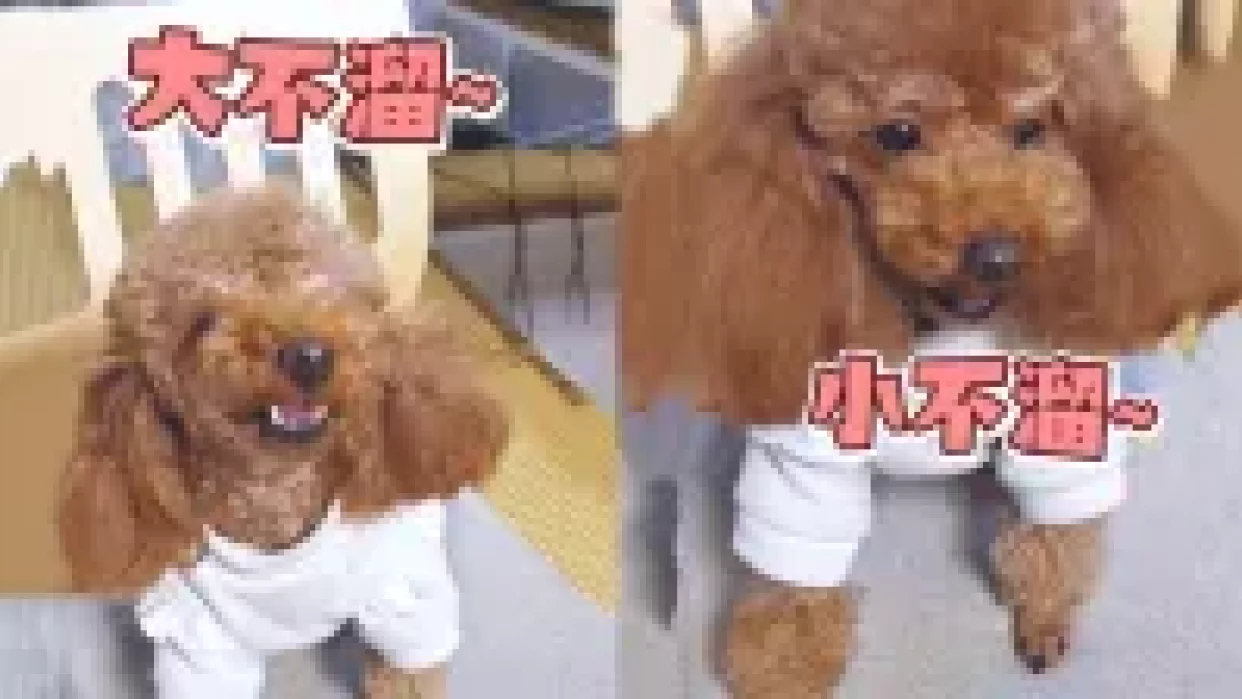 狗狗你的英语是体育老师教的吗?