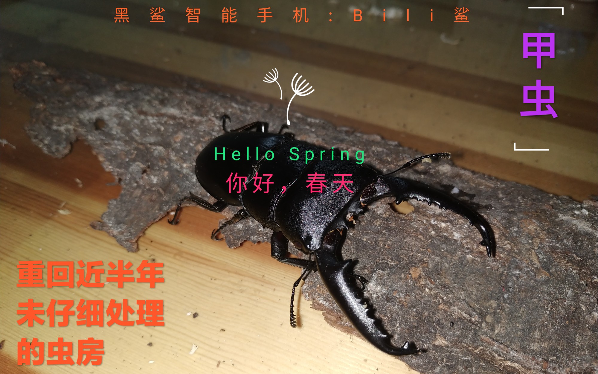 回归后的虫房,变成什么样了?另有巴拉望 苏门激情摔跤♂「锹形虫」(...
