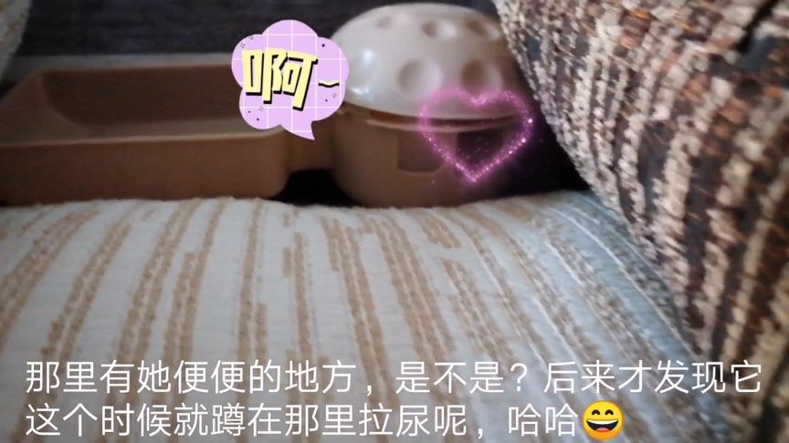 仓鼠居然会自己上厕所,放出来玩她心情比我们嗨,又拉又吐萌翻我