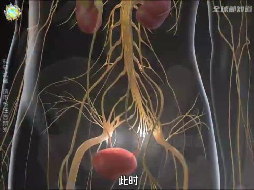 憋尿一时爽,膀胱火葬场!这些后果你绝对想不到