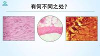 细胞分化形成不同的组织