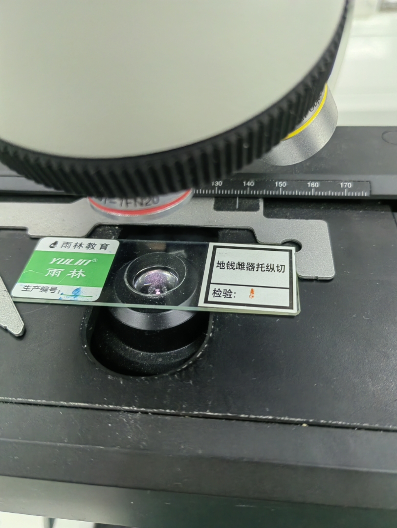 显微镜下观察——地钱雌颈卵器纵切