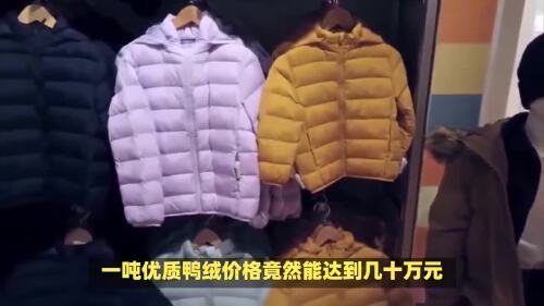 别图便宜!高品质羽绒衣背后的鸭绒秘密大曝光