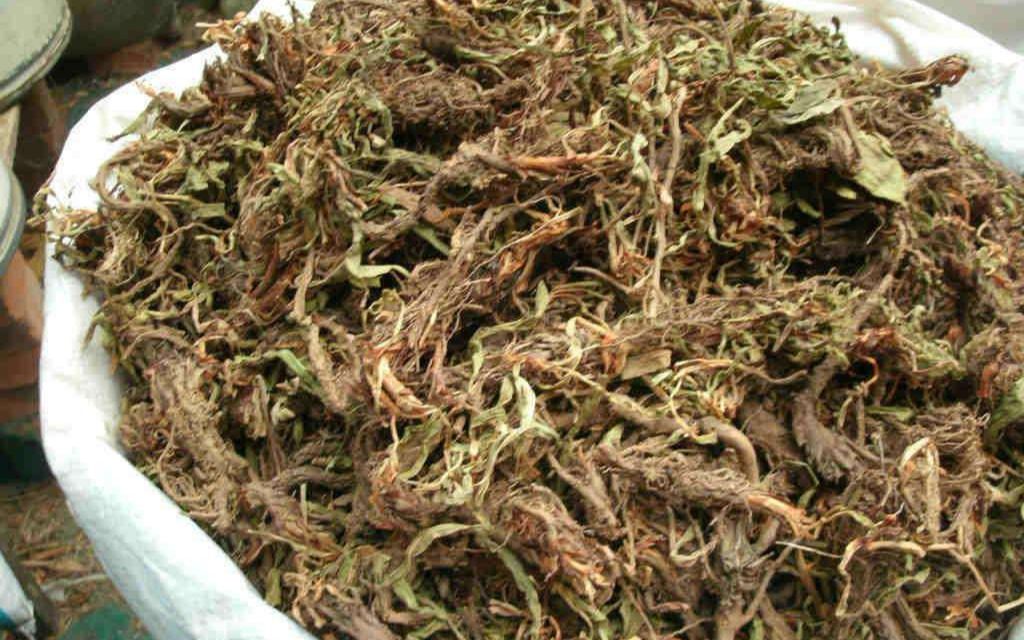 黑坑竞技野钓通用鲫鱼药酒必有添加成分甘松的功效详解于应用