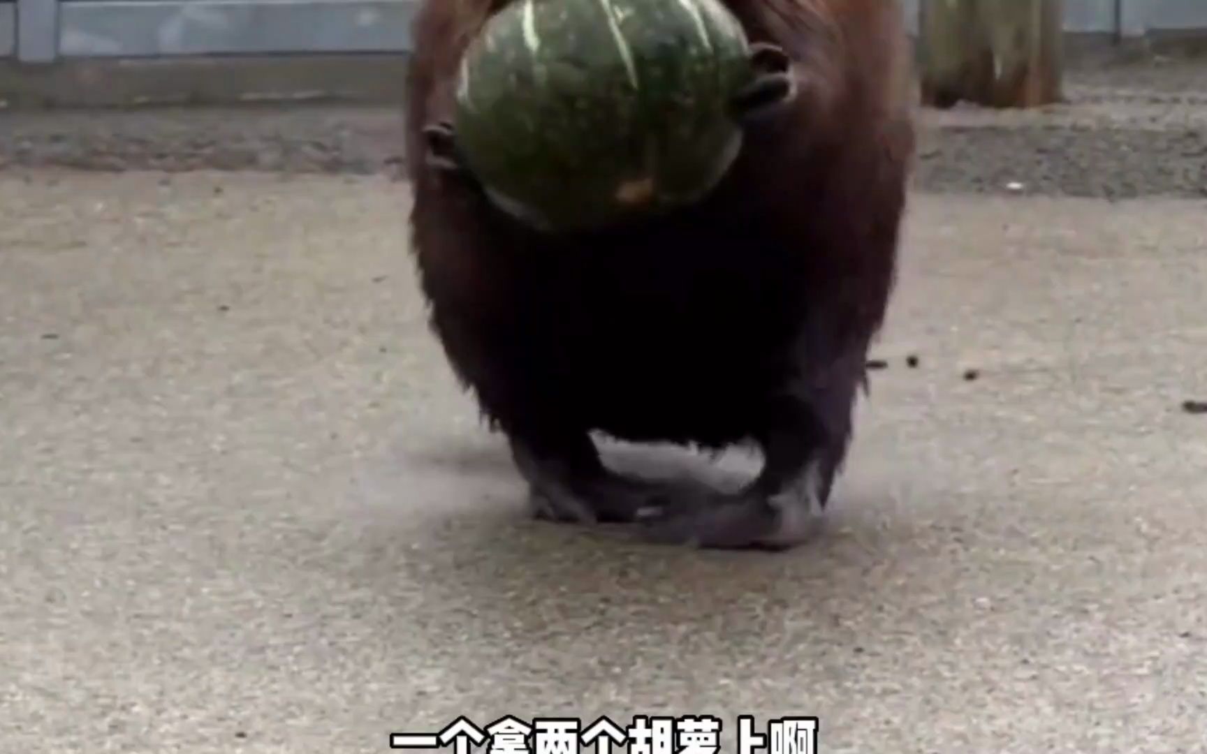 为什么受伤的总是老三!#动物搞笑配音 #河狸