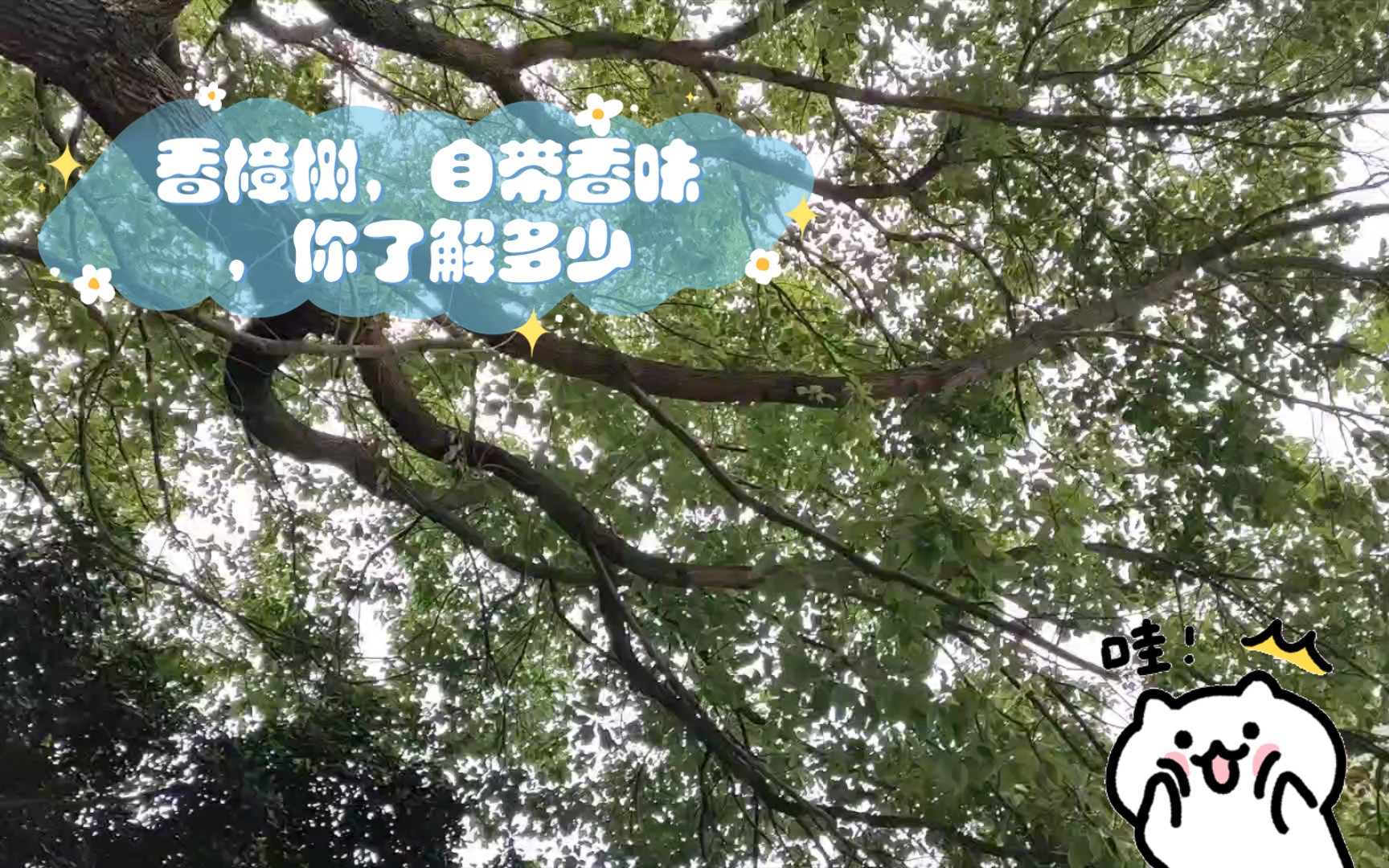 香樟树,自带香味,你了解多少,一起来看看