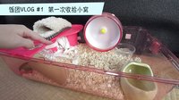 饭团VLOG-暴走的仓鼠观察日记#1【小RiN子】