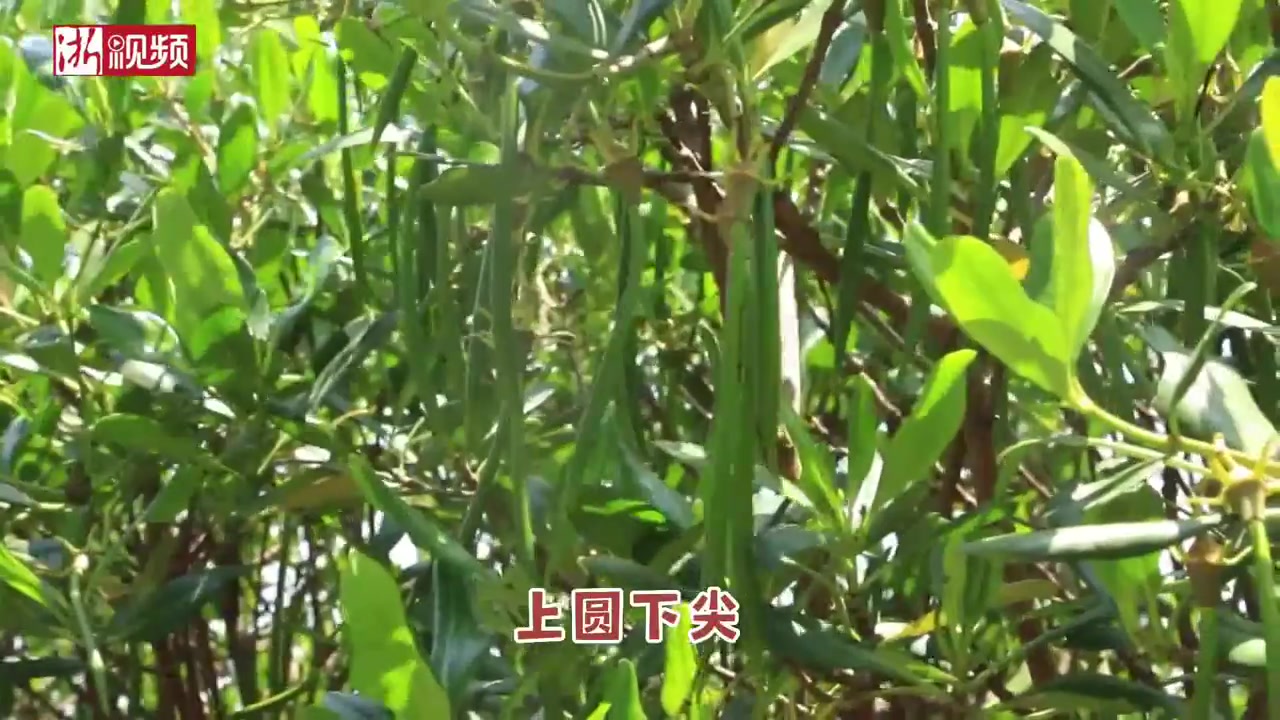 红树林里有个“动物世界”!跟着90后海洋生物调查队一起揭开这个...