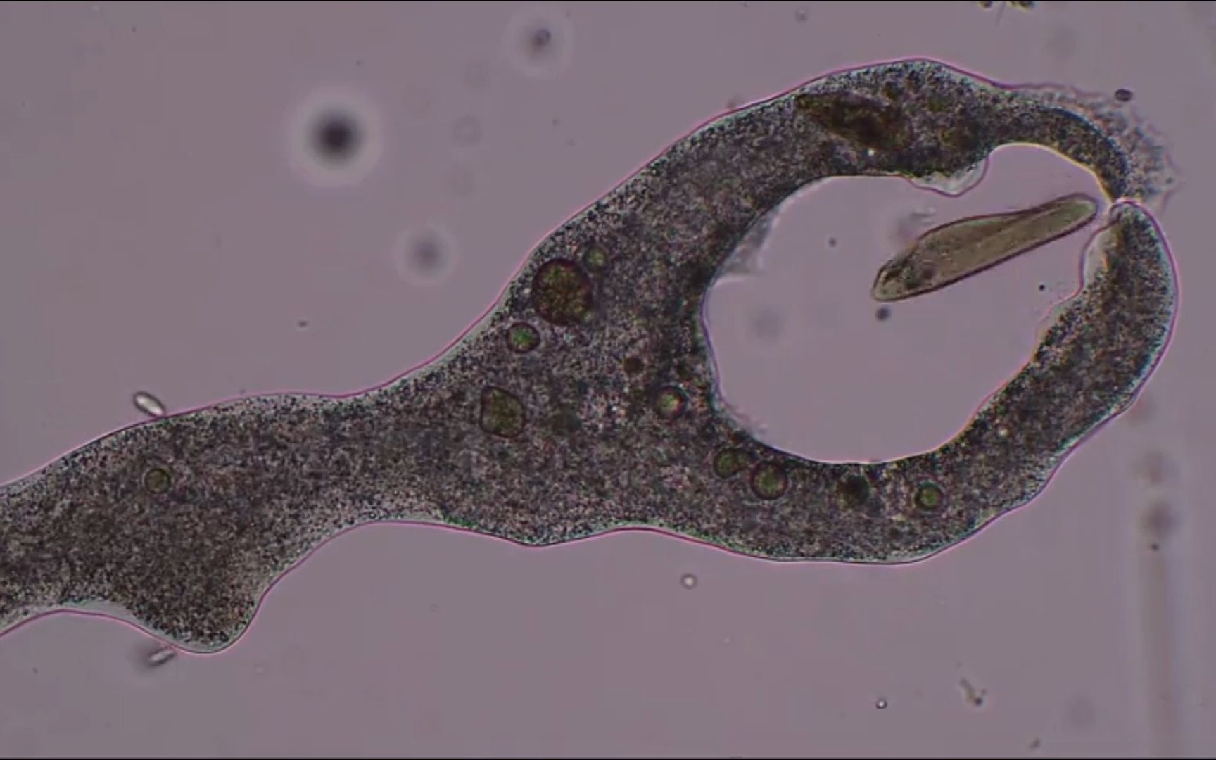 不同段位的变形虫吃草履虫
