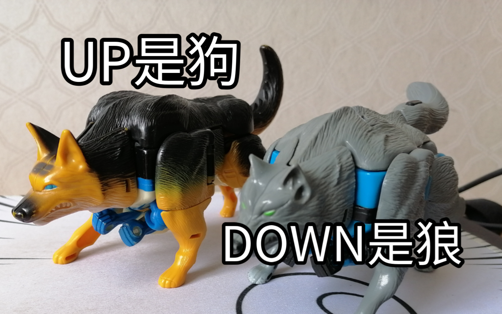 【牢狼的牢物】怎么区分狼和狗?