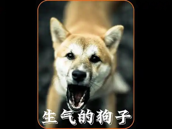 那些爱生气的狗子。狗狗:我生气了,哄不好的那种,哼!