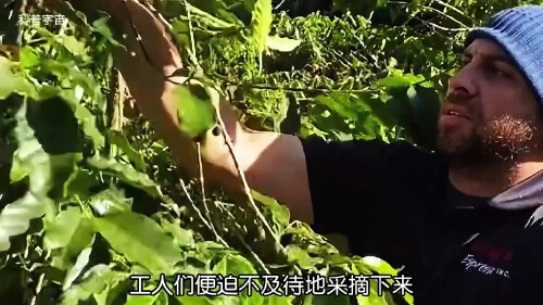 你知道咖啡是如何制作出来的吗探