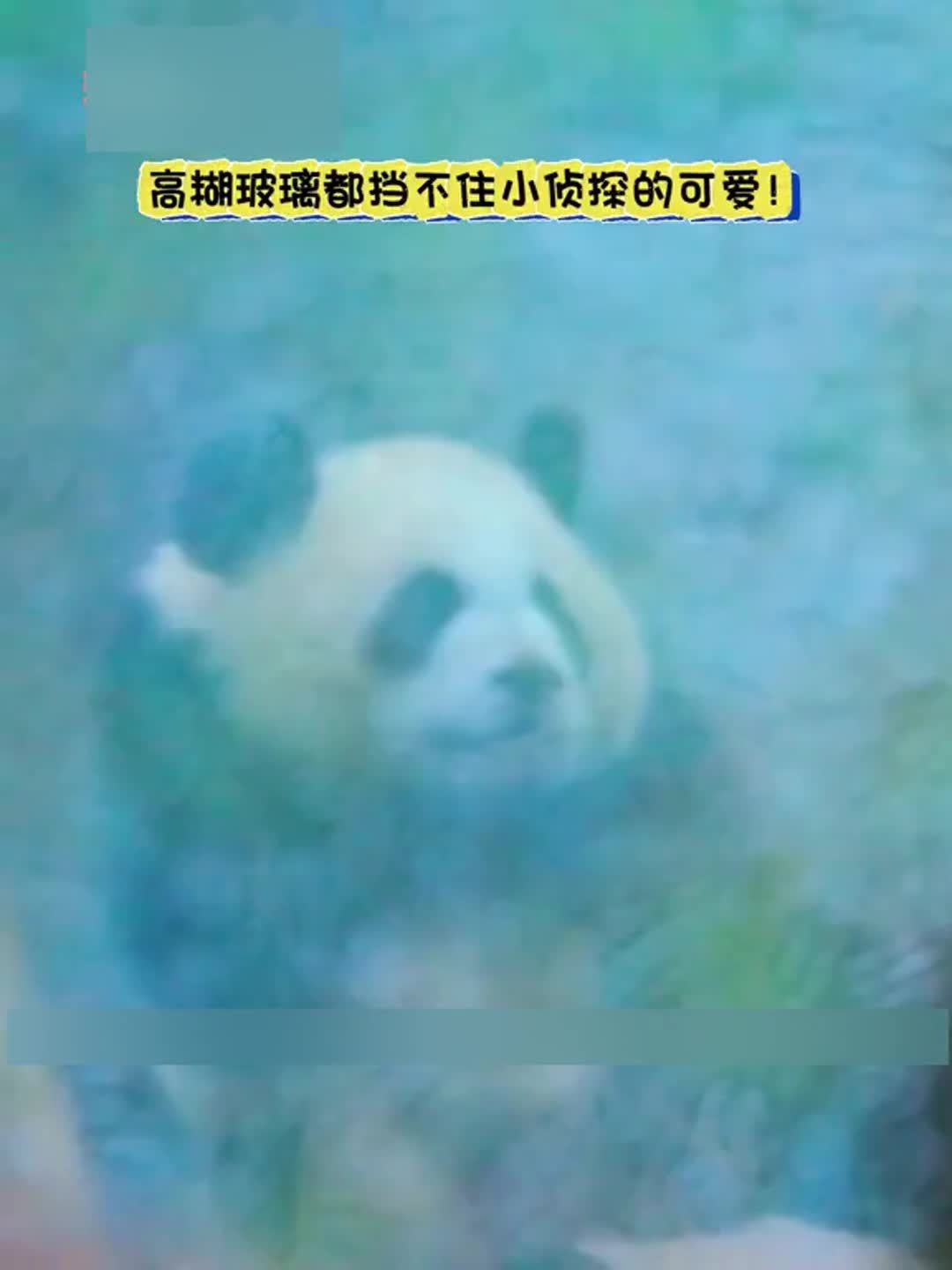 高糊玻璃都挡不住小侦探柯南的可爱!