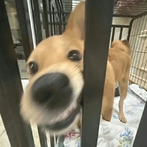 阿梓在好好生活 