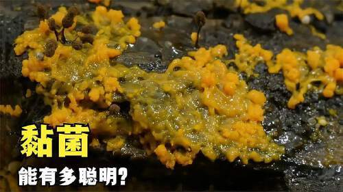 无脑黏菌竟会做决策?解密自然界最神奇的"活体计算机"
