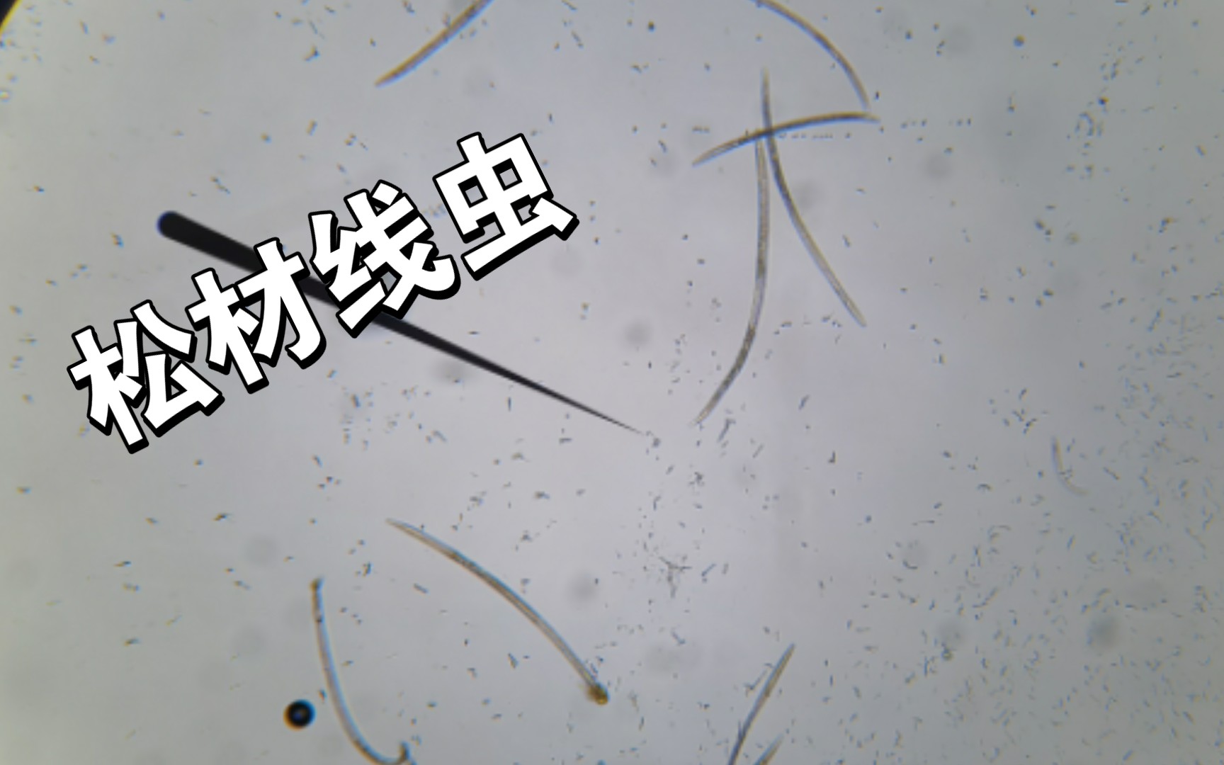 显微镜下的松材线虫
