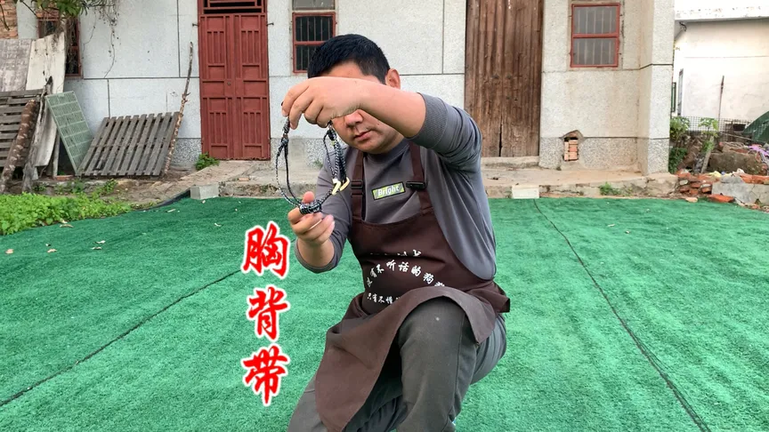 狗狗胸背牵引绳不会套?看这里,训犬师教你如何正确使用胸背带