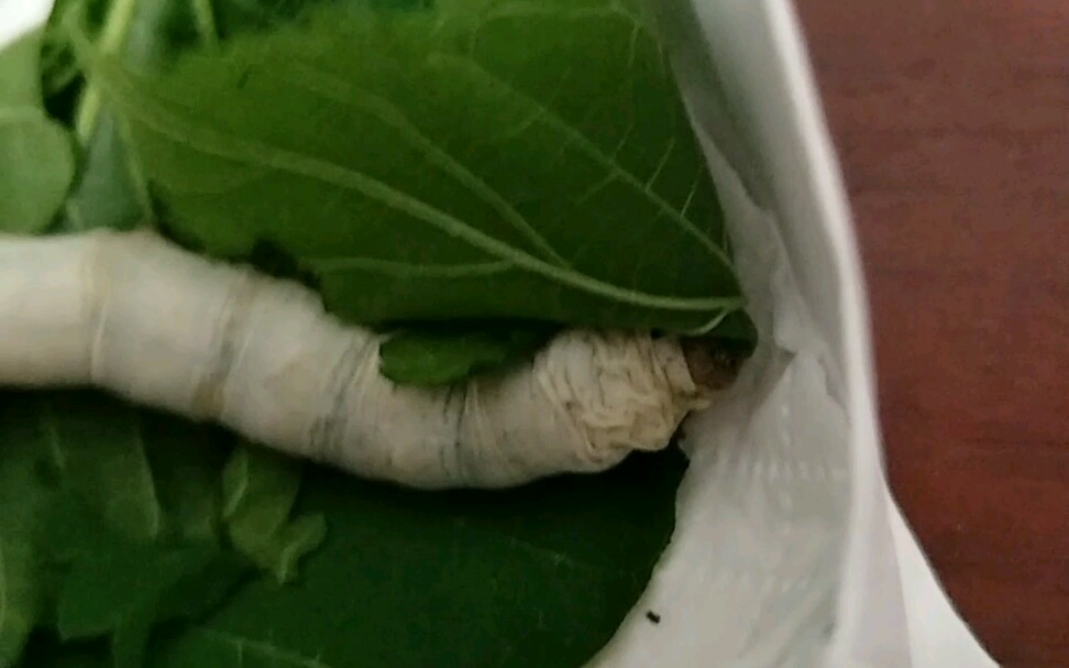 蚕宝宝吃桑叶的样子,非常可爱