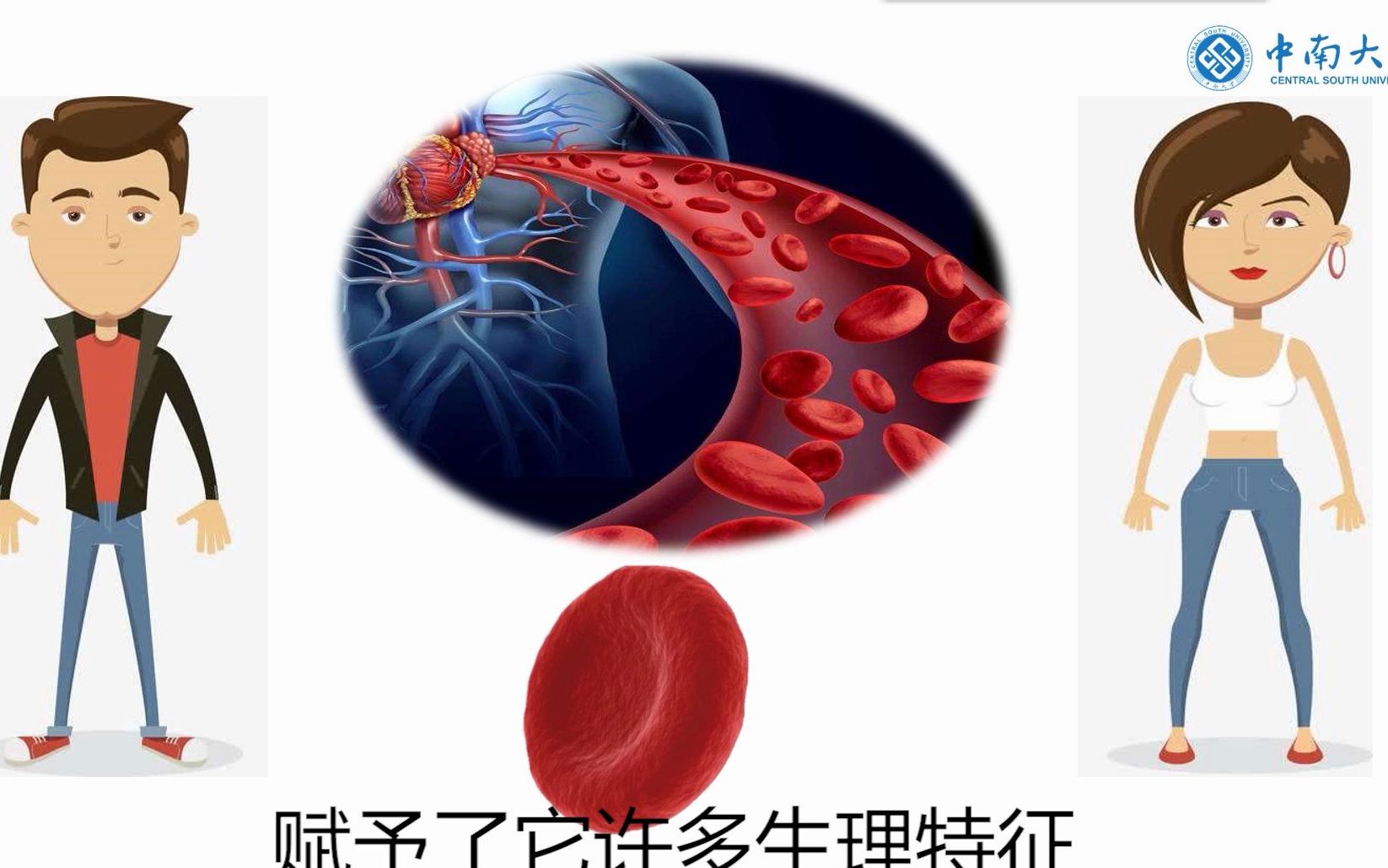 《生理学》红细胞生理