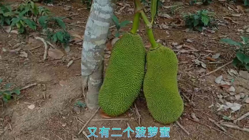 农家院的小树上,有5个大菠萝蜜,你知道它是怎么生长的吗