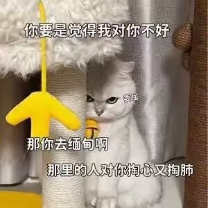 猪儿没有虫 