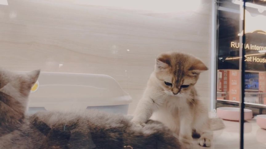 学习小视频第十一天,目的地,成都青石桥花鸟市场,任务,拍猫ߘ