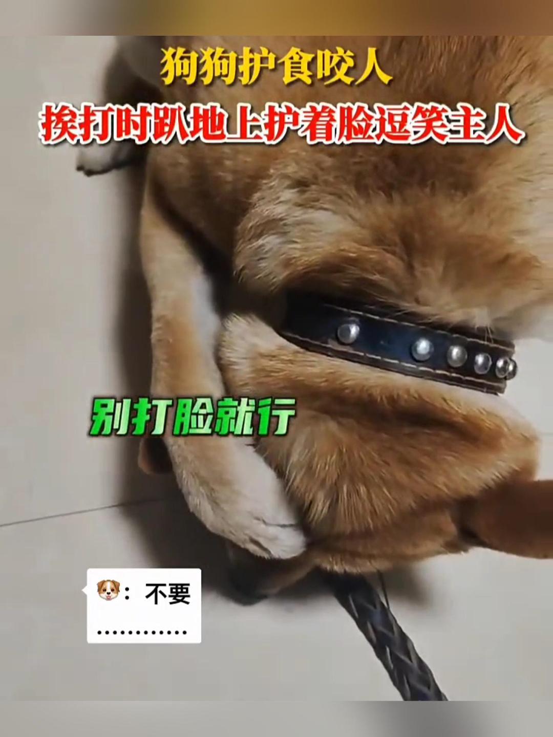 狗狗护食咬人,挨打时趴地上护着脸,狗:别打脸就行