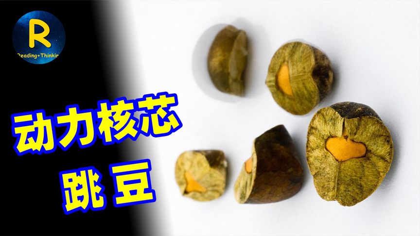 芝加哥机场发现可疑快递,“炸弹包裹”的定时器,是一堆活体昆虫