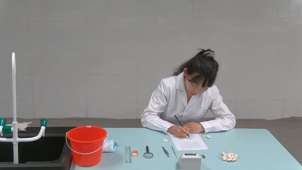 八年级生物实验 观察菜豆种子的结构
