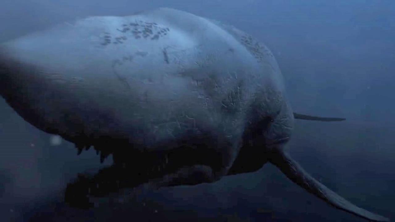 潜艇遭遇不明生物,本以为是只鲸鱼,没想到它比鲸鱼可怕1万倍