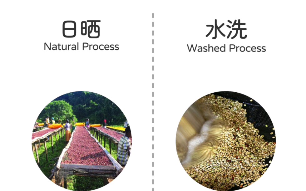 咖啡知识·咖啡生豆的处理方式之日晒&水洗