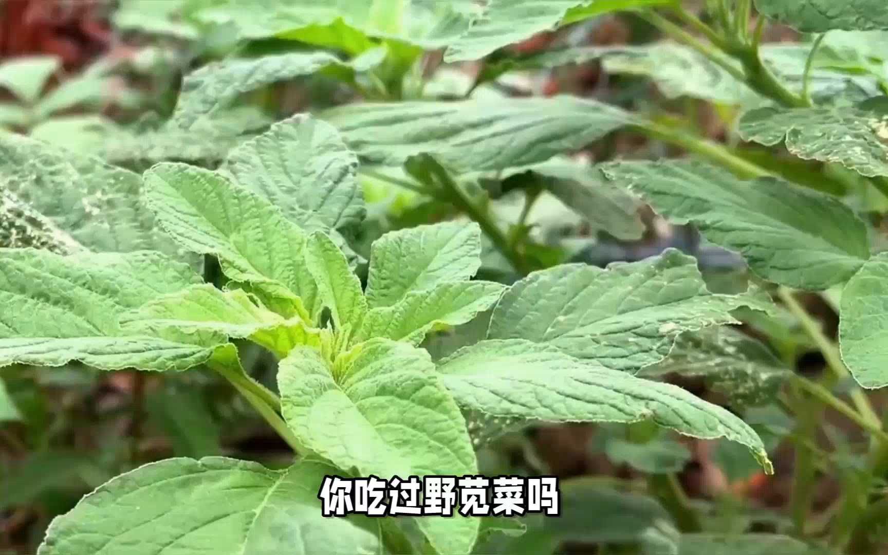 野苋菜安全吗?怎样合理使用