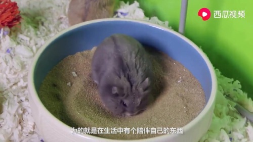 主人给仓鼠换了新粮,它惊讶的看着主人,随后不停鞠躬表示感谢