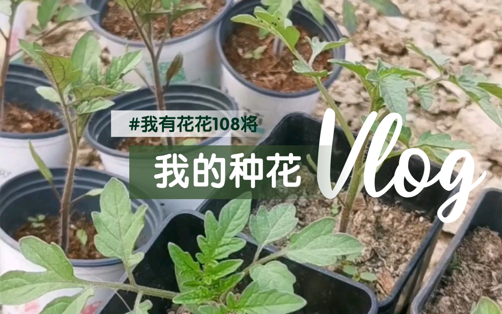 西红柿苗的第二次移栽