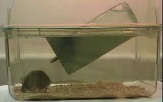 上海欣软VisuTrack AI动物精细行为分析系统,“吃喝拉撒”全自动分析...