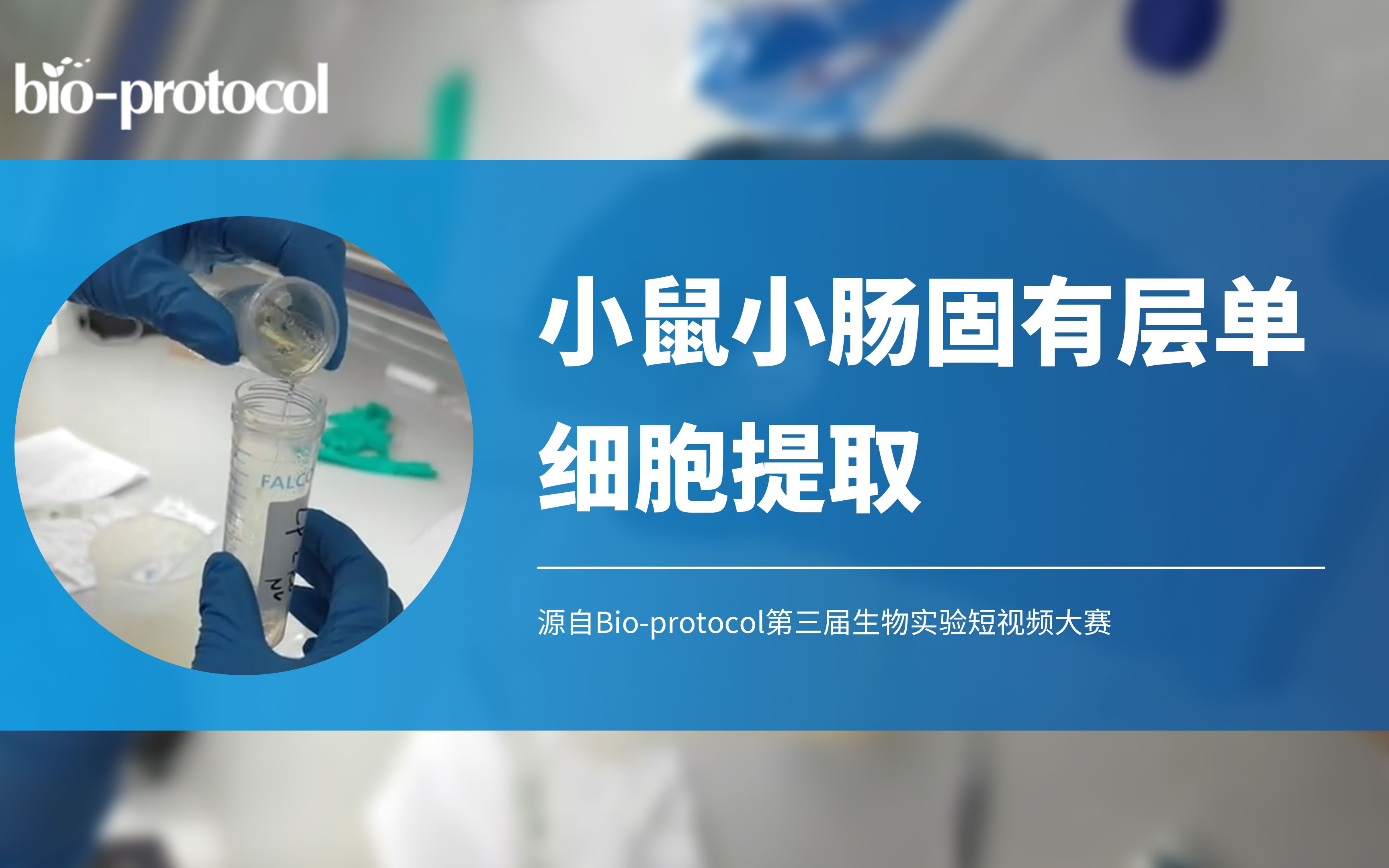 【短视频大赛】小鼠小肠固有层单细胞提取